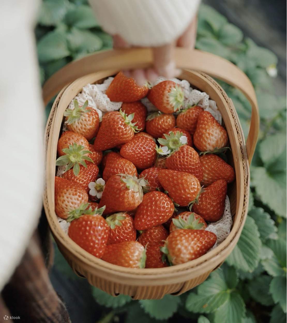 Kyushu｜Mifuneyama Rakuen, Yutoku Inari Shrine, Oo Shrine, and Saga ...
