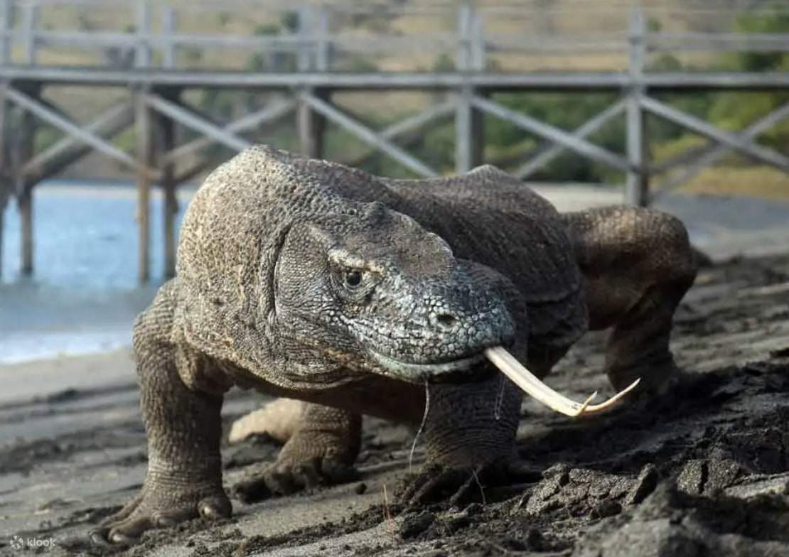 Tur Kapal Layar Komodo 3D2N dari Labuan Bajo oleh Sailnesia - Klook ...