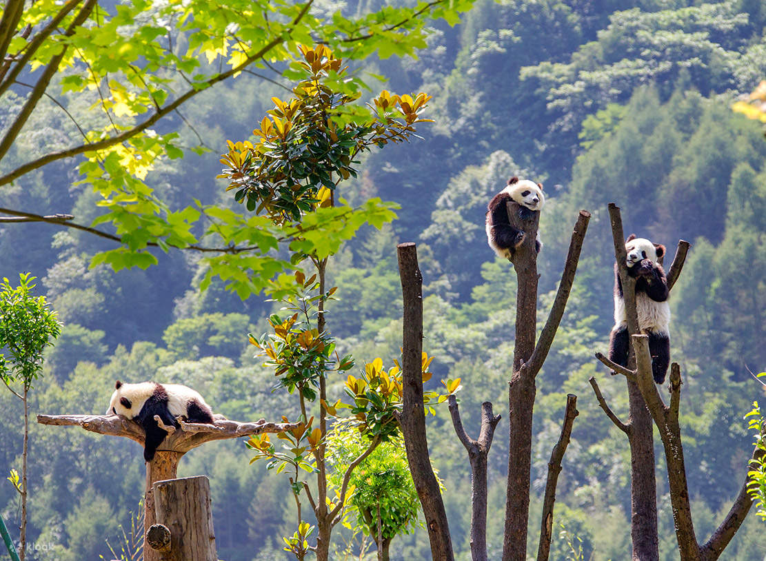 Wolong China Giant Panda Park Shenshuping Base - Klook Hong Kong