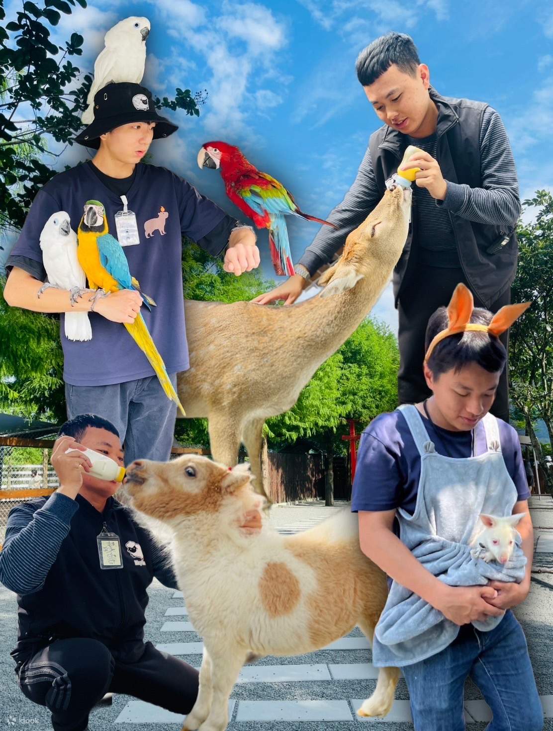 Yilan Capybara Ticket At Zhang Mei Ama's Farm - Klook United Kingdom