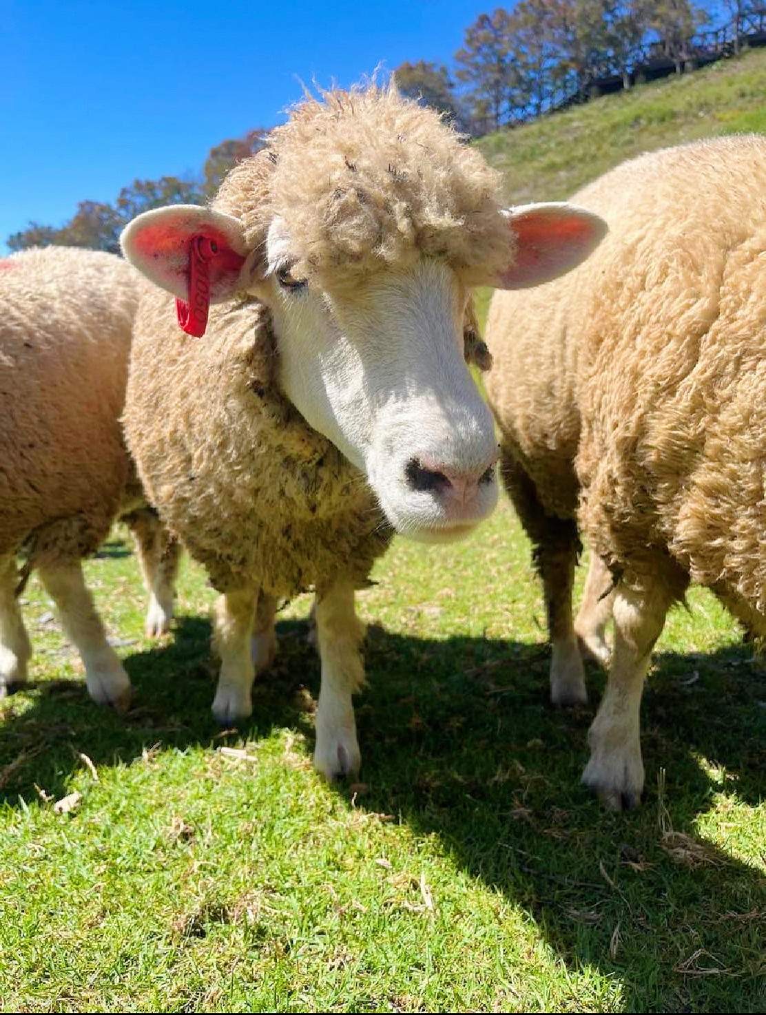 Sun Moon Lake & Cingjing Farm One Day Tour | Depart from Taichung - Klook