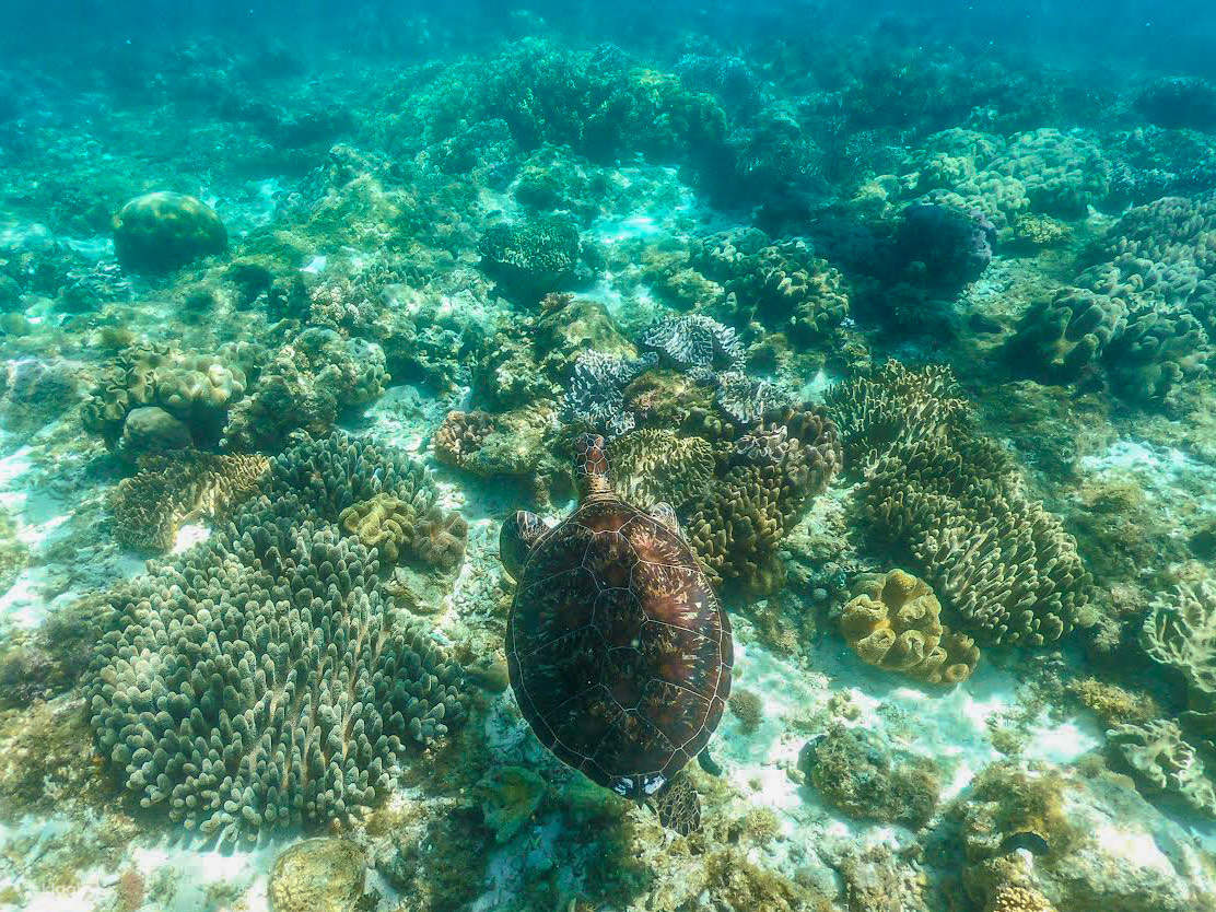 Pamilacan Island Tour in Bohol - Klook Philippines