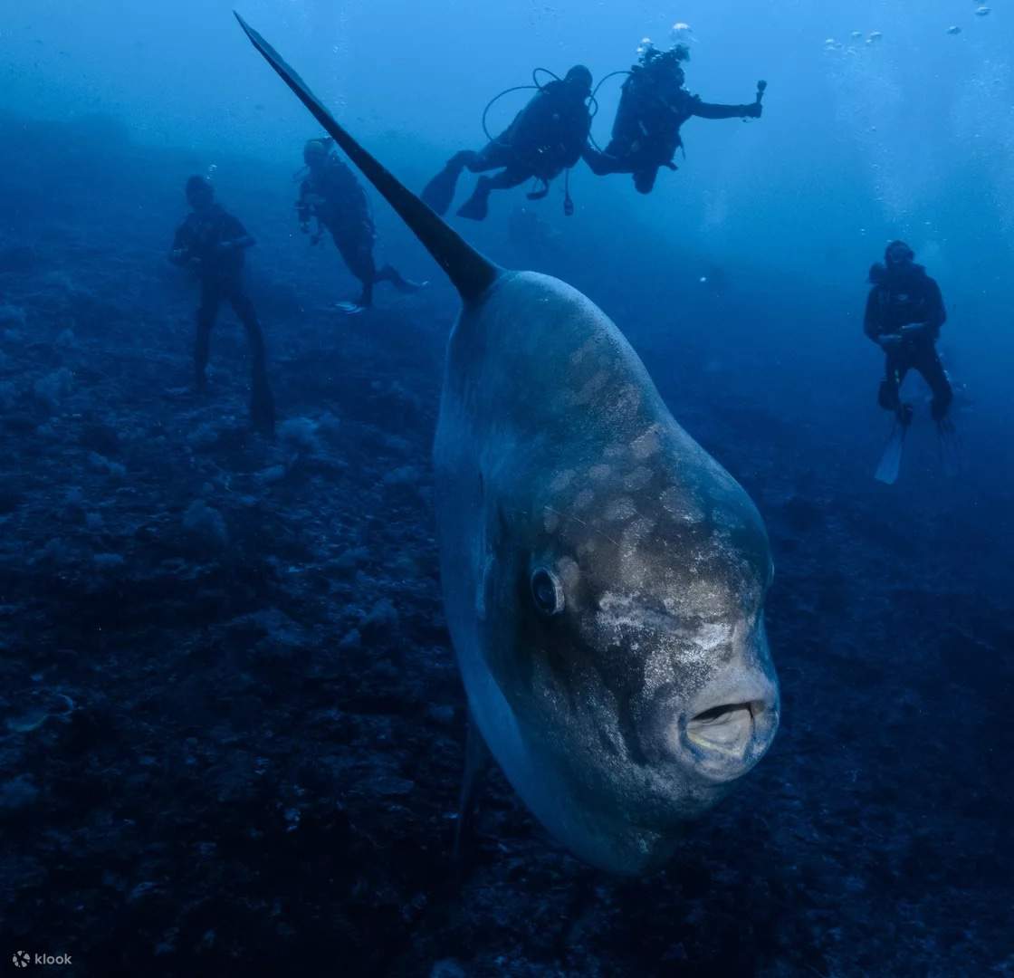 xplore Nusa Penida with Our Full-Day Dive Trip from Sanur | PADI 5 Star ...