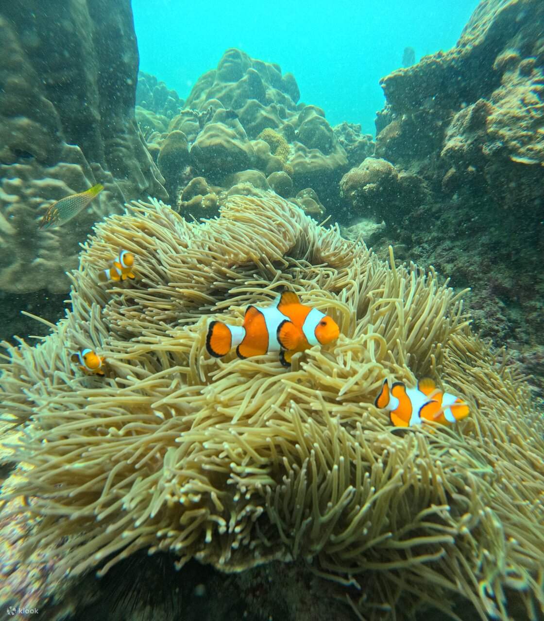 Join In Cat Island Phuket Scuba Diving, Snorkeling Half Day in Phuket ...