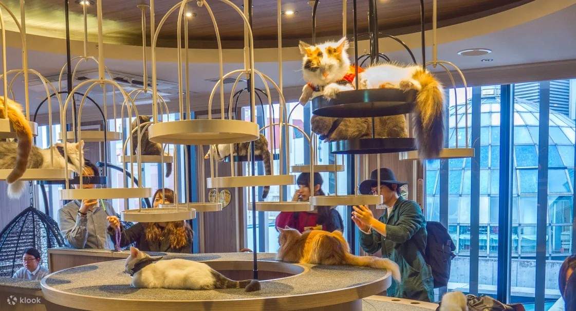 Tokyo Private Half Day Walking Tour - Klook