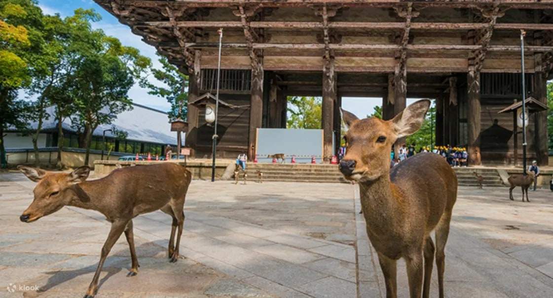 Tur Jalan Kaki Pribadi Satu Hari Nara dari Kyoto - Klook Indonesia