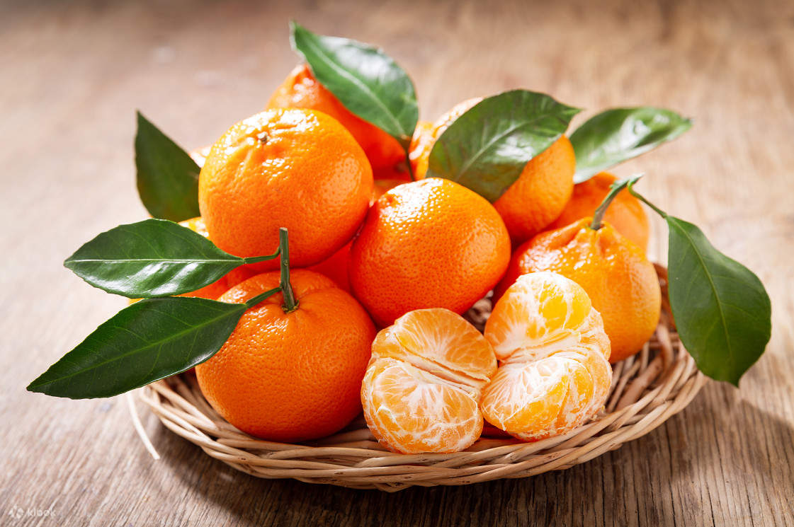 Korankei Illumination and Orange Picking 1 Day Bus Tour from Nagoya ...