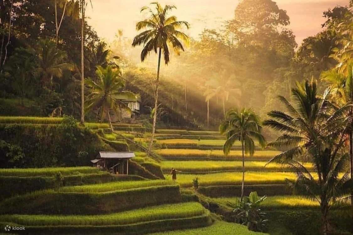 Ubud Cafes, Mount Batur, and Tegallalang Rice Terrace Private Day Trip ...