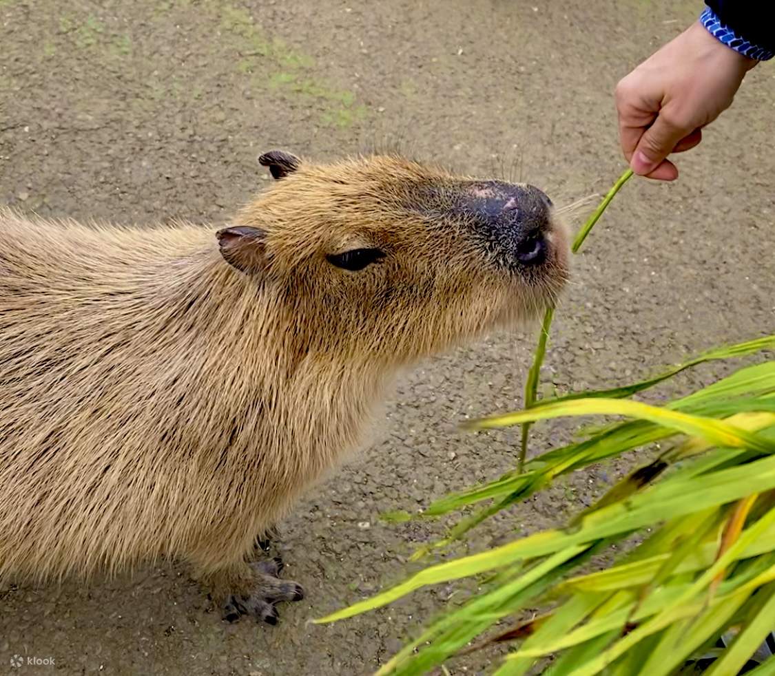 Tur till berget Omuro och gos med capybaror från Tokyo - Klook Sverige