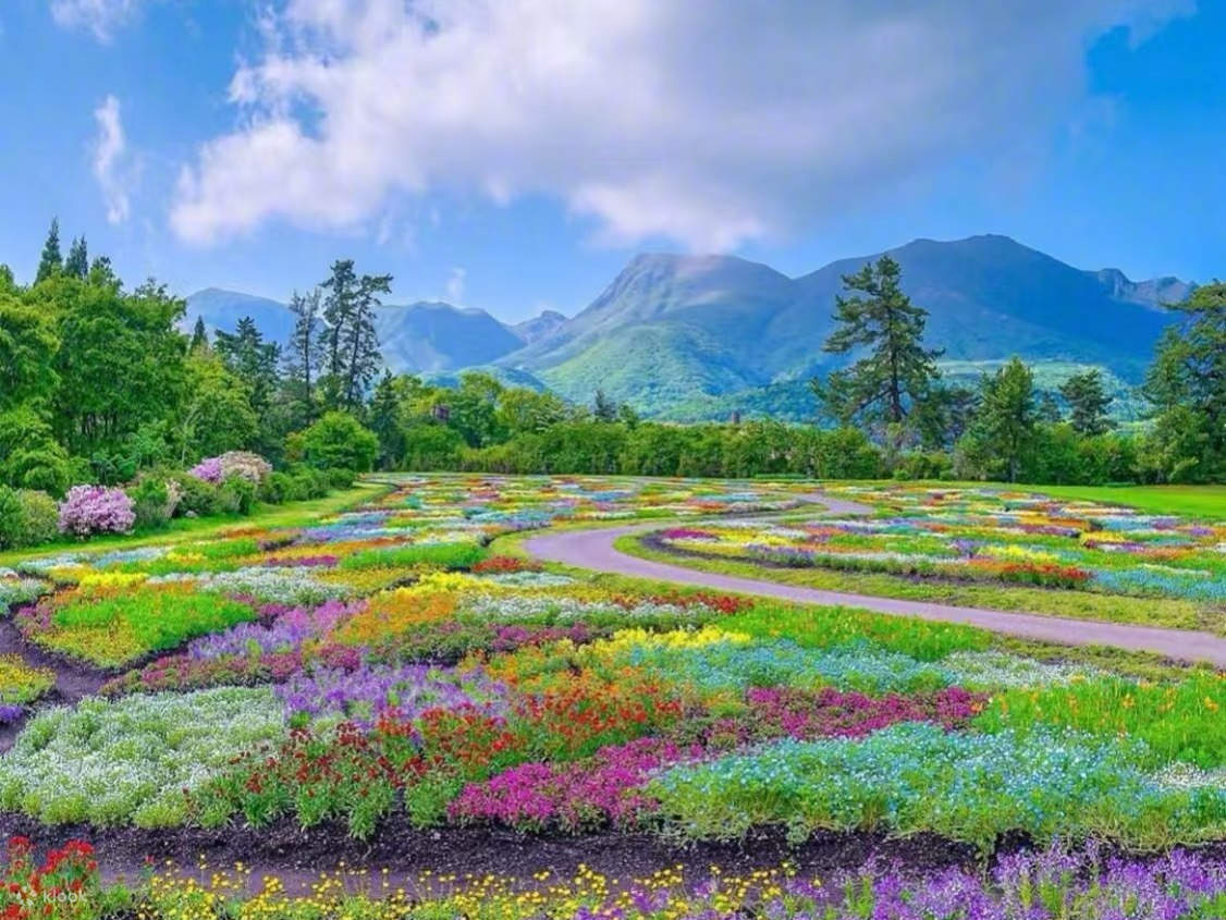 [Sakura Limited] Kyushu Saga Cherry Blossom Viewing Spots Day Tour ...