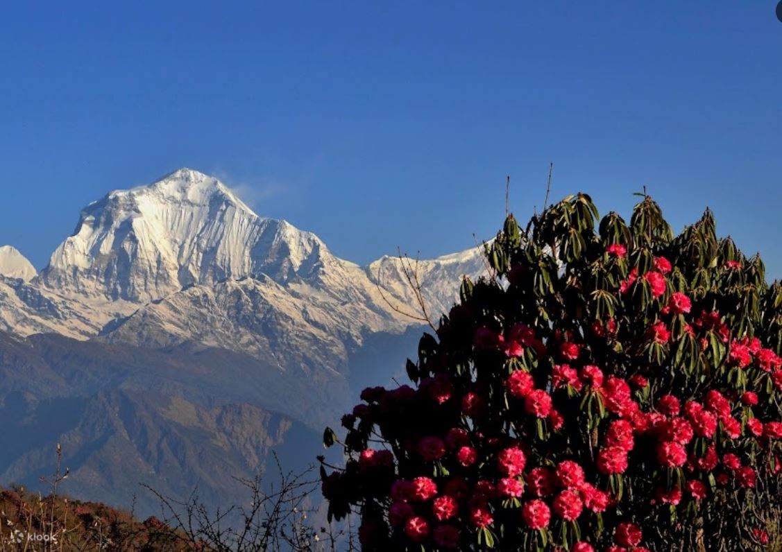 Ghorepani Poon Hill Trek - Klook Australia
