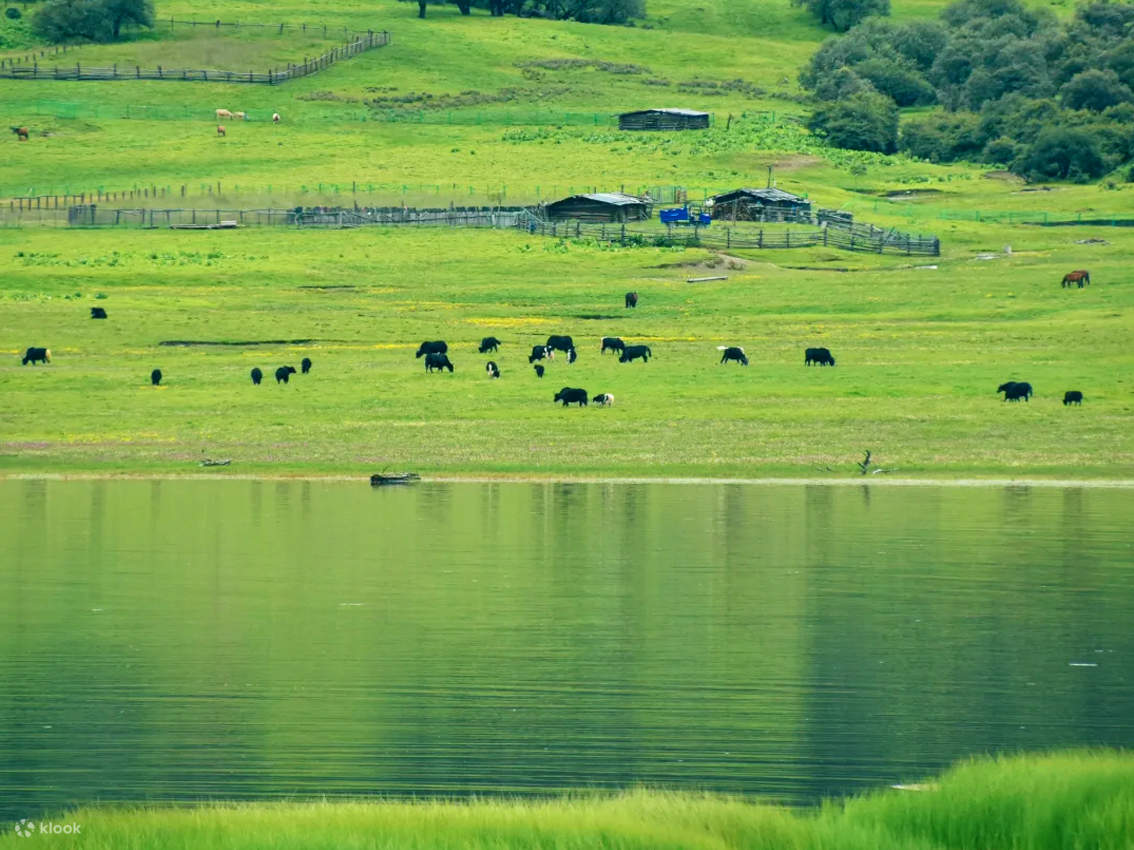 Trip 2 Hari Yunnan Shangri-La Dari Lijiang (Hotel Bintang 5+Mengunjungi ...