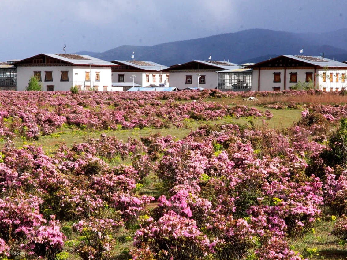 2-Day Group Tour to Meili Snow Mountain, Shangri-La, Yunnan (Salongda ...