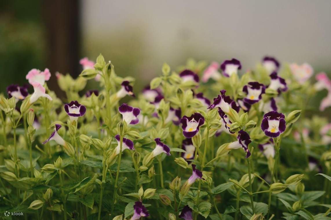 Edible Farm Tour, Lunch Workshop & DIY Plant Kits with Free Delivery in ...