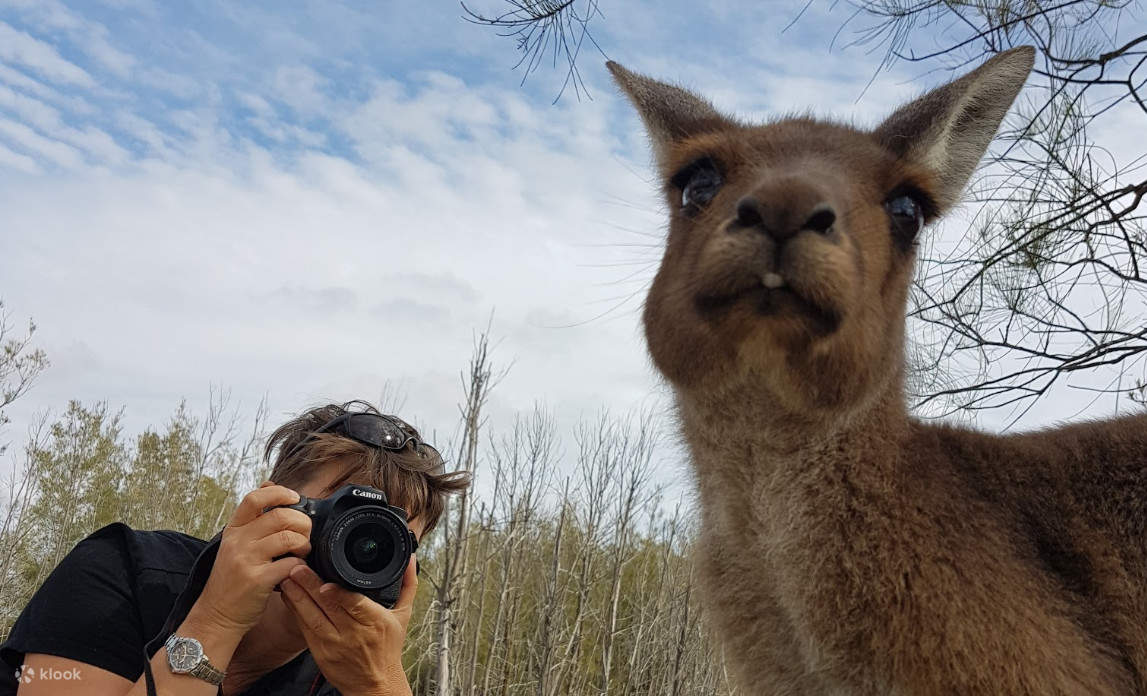 Perth Wildflower, Nature and Wildlife Walking Tour - Klook, Vereinigte ...