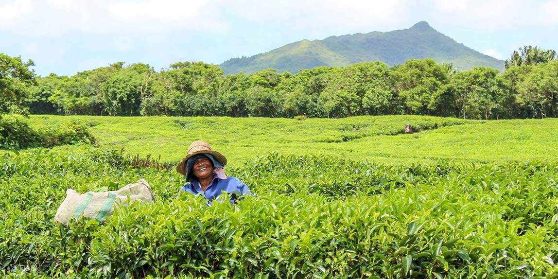 Discover Mauritius: The Tea, Rum, and Vanilla Route with Lunch and Pick ...
