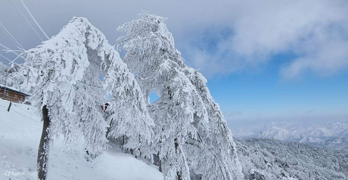 Taebaeksan Mountain Snow Festival & Hwangji Pond Train Tour - Klook ...