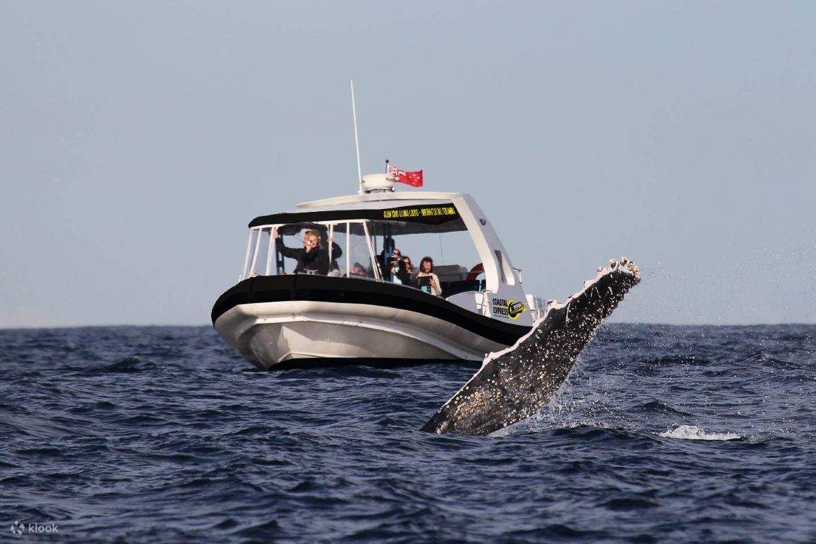 Coastal Express Mooloolaba Whale Watching Experience - Klook United States