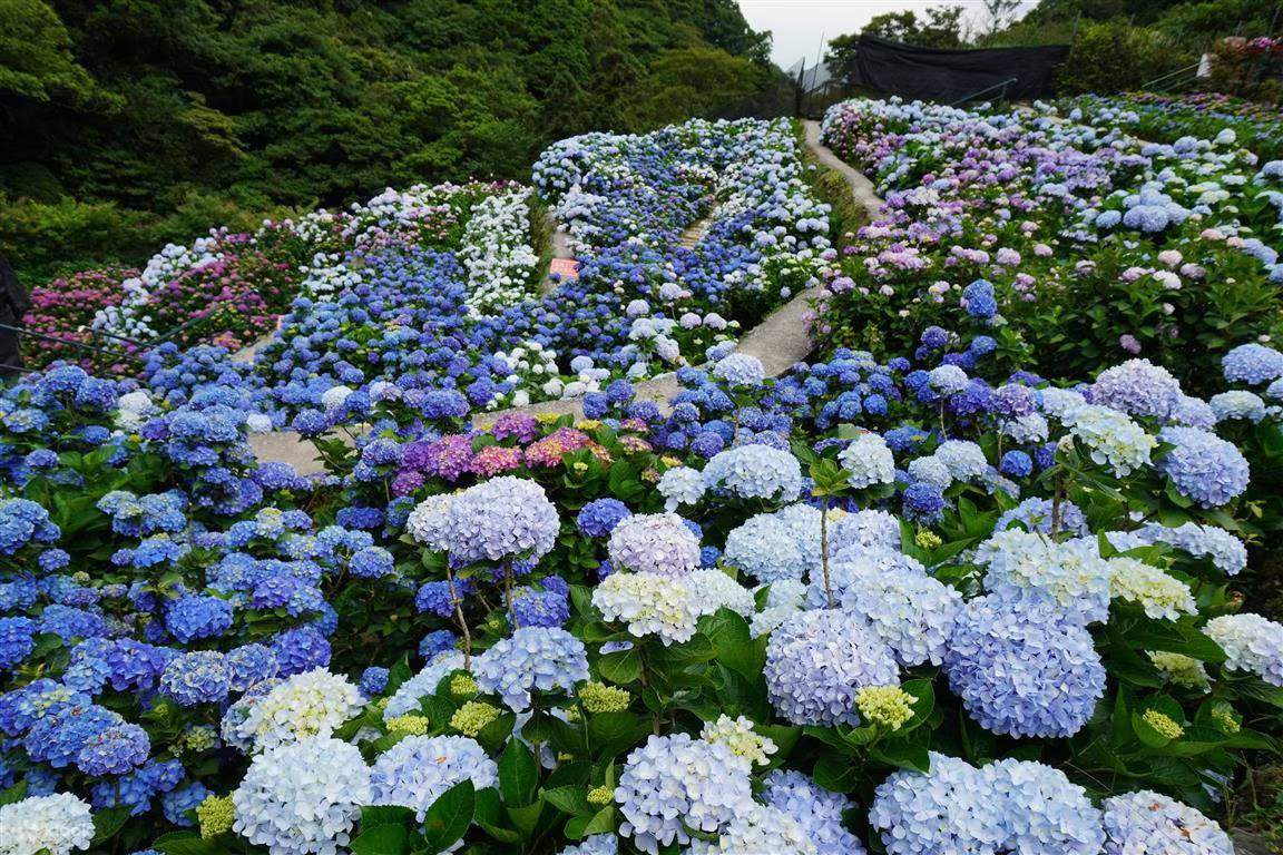 Taipei Terraced Fields Flower Ecological Farm Ticket｜Hydrangea｜Spring ...