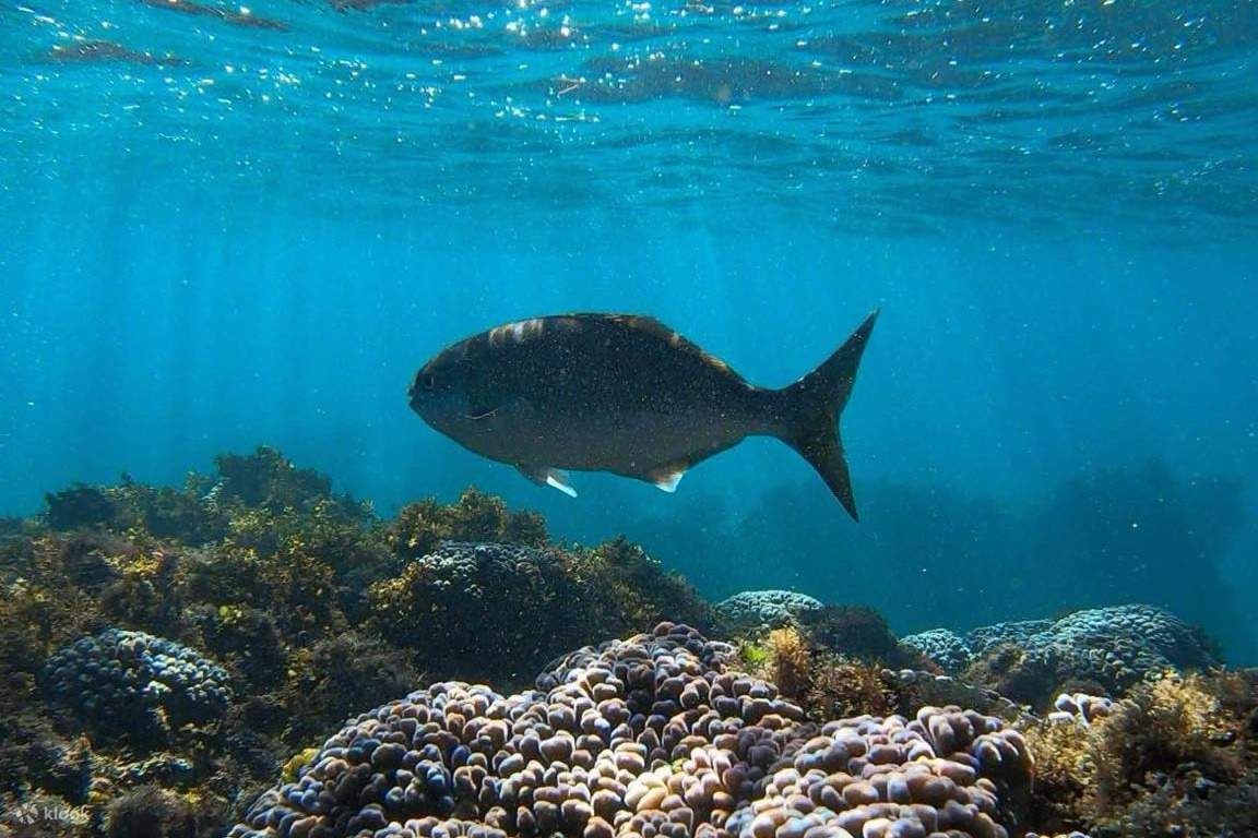 Rottnest Island Snorkelling Boat Tour - Klook