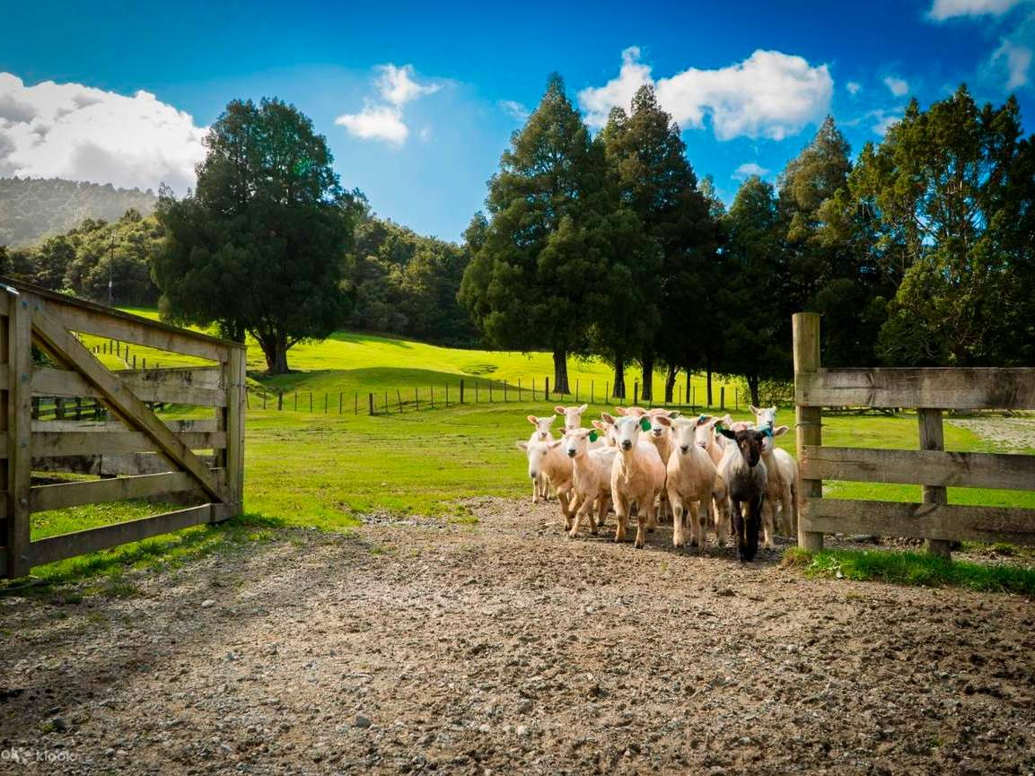 Sheep Shearing and Auckland City Experience with Lunch - Klook Estados ...