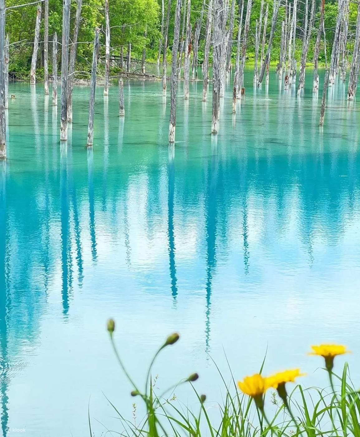 Wisata Sehari Kolam Biru Furano & Biei & Shikisai no Oka - Klook Indonesia