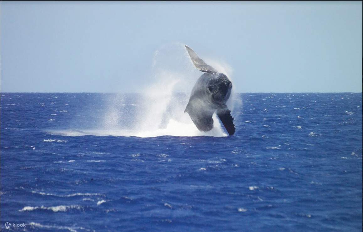 Oahu Whale Watching Cruise with Optional Breakfast or Lunch - Klook ...
