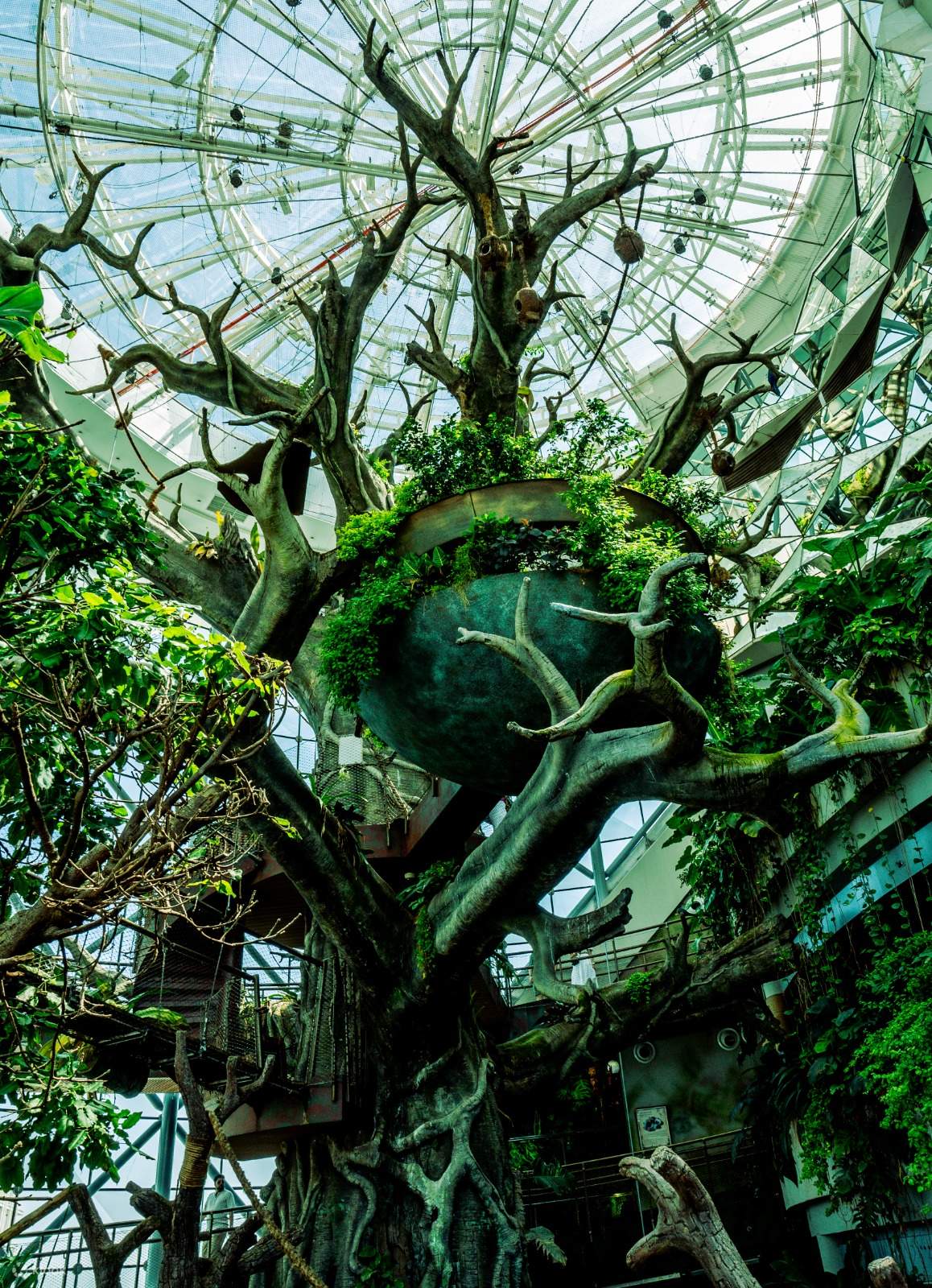 The Green Planet Ticket Dubaj, ZEA - Klook - Klook Polska