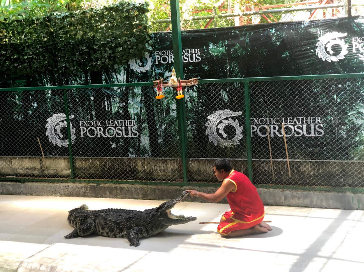 Crocodile Show Porosus Admission Ticket, Thailand - Klook