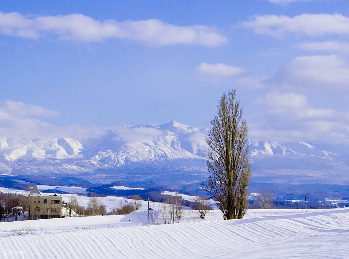 Hokkaido｜Biei Furano & Farm Tomita & Shikisai-no-Oka Day Tour｜Depart ...