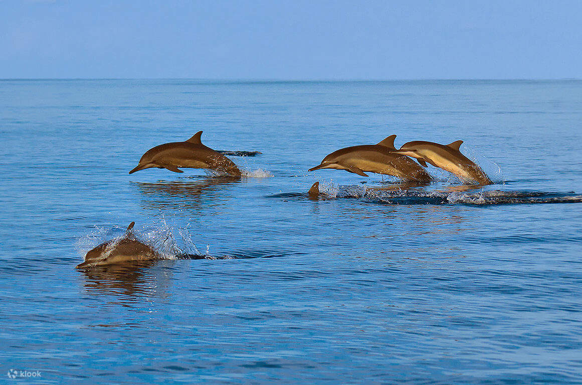 Snorkeling and Dolphin Watching Tour in Muscat - Klook