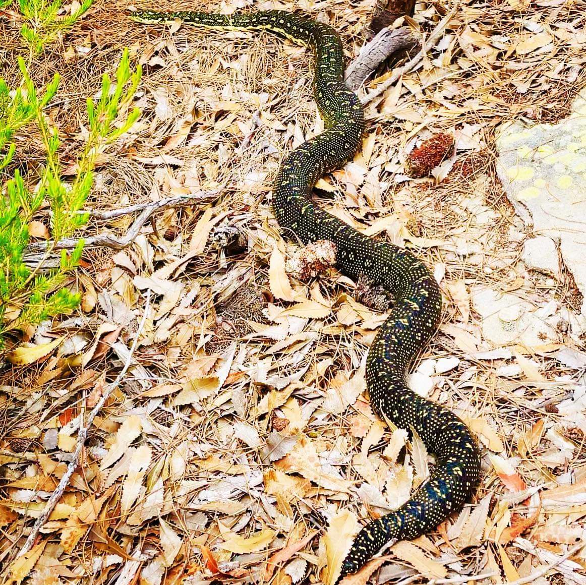 North Head Wildlife Meanders in Mosman - Klook