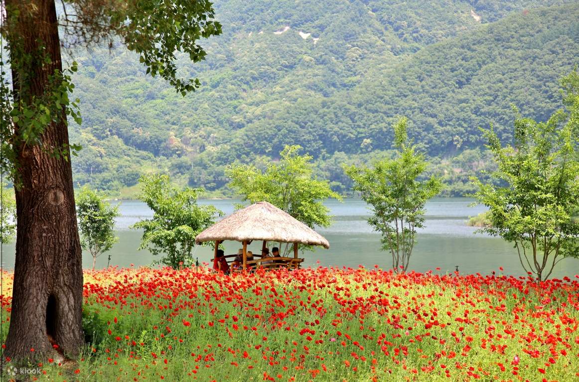 Begonia Garden-Petite at Italian Village-Jara Island Cherry Blossoms ...