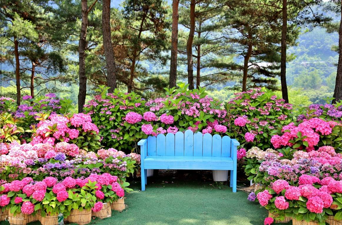 Begonia Garden-Petite&Italian Village-Jara Island Cherry Blossoms - Klook