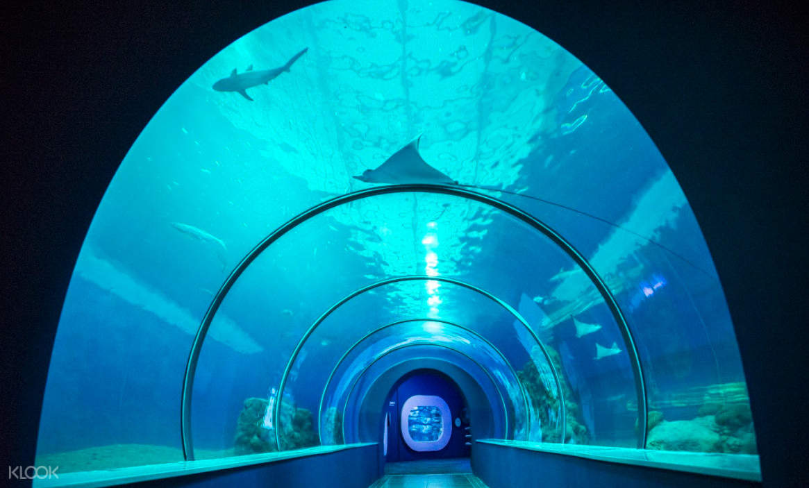 澎湖水族館門票 Klook客路 台灣