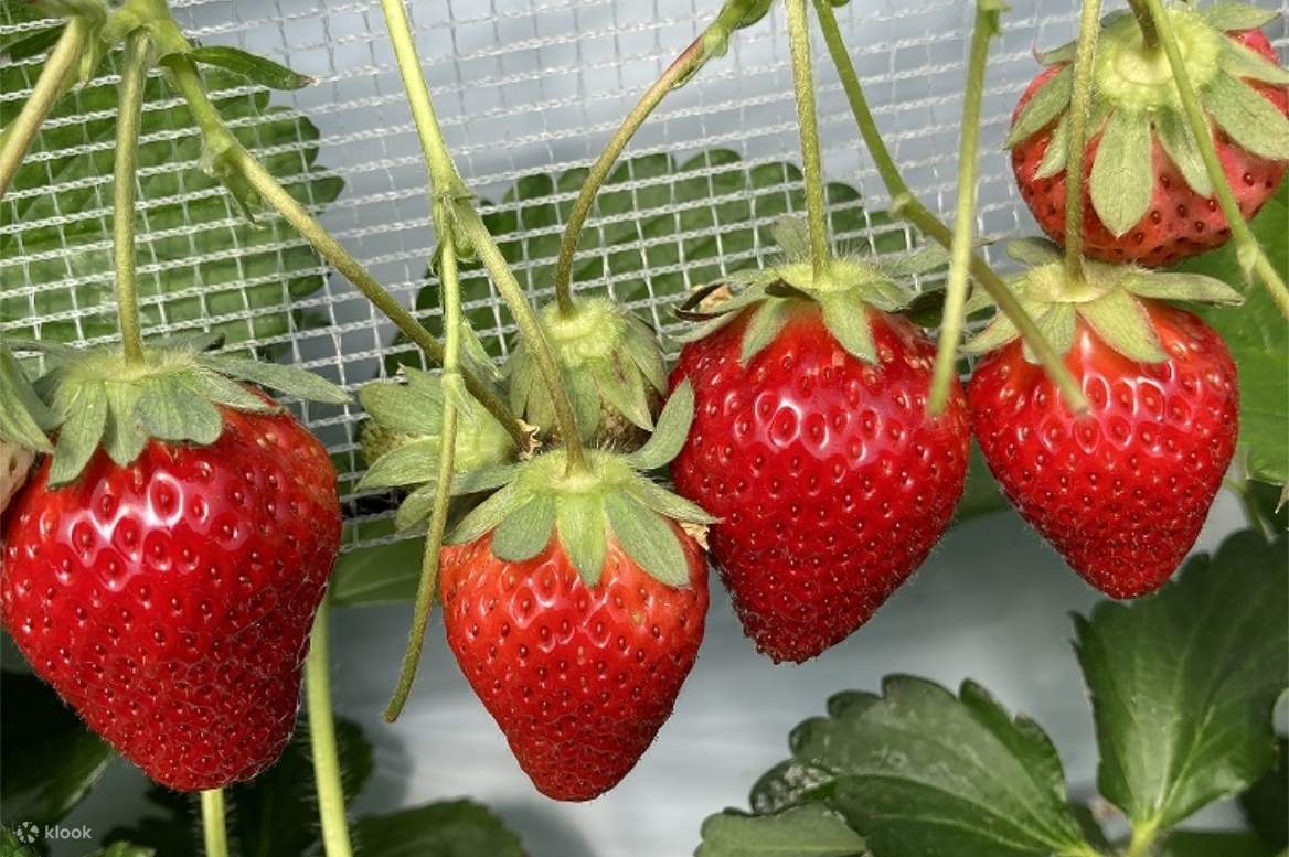 Yanagawa River and Tosu Premium Outlets One Day Bus Trip with ...