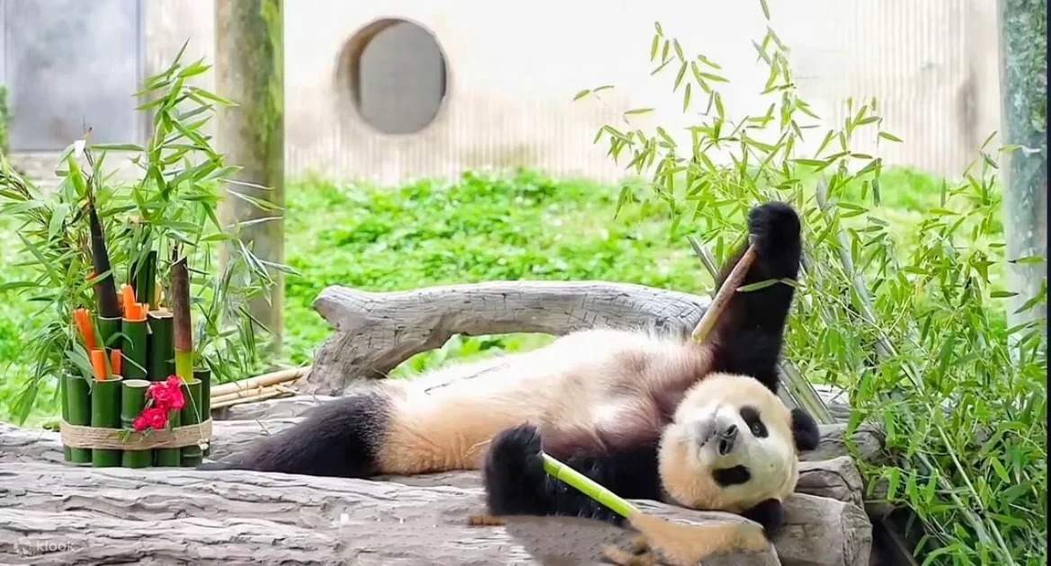 Wolong China Giant Panda Park Shenshuping Base One-day Tour/Charter ...