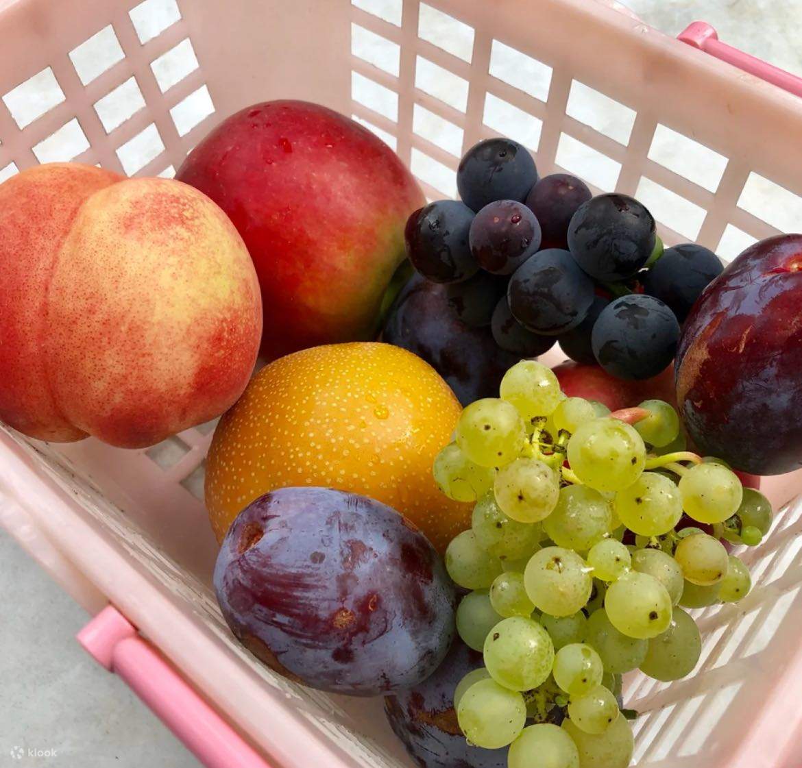 Yoichi Fruit Picking & Shakotan Peninsula Kamui One-day In-Depth Tour ...