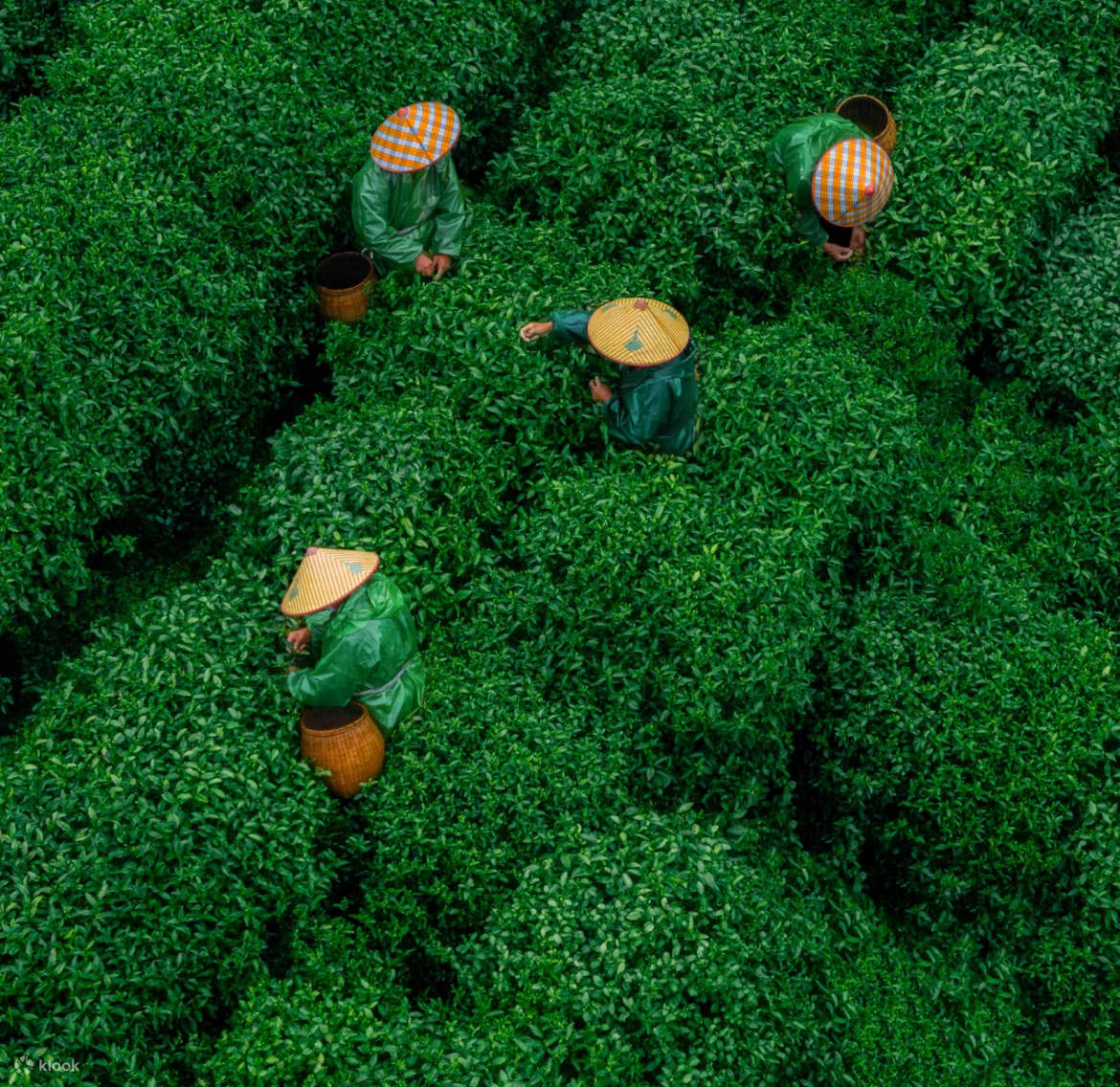 Hangzhou Hermit Tea Life One-Day Tour: Xixi Wetland + Longjing Village ...