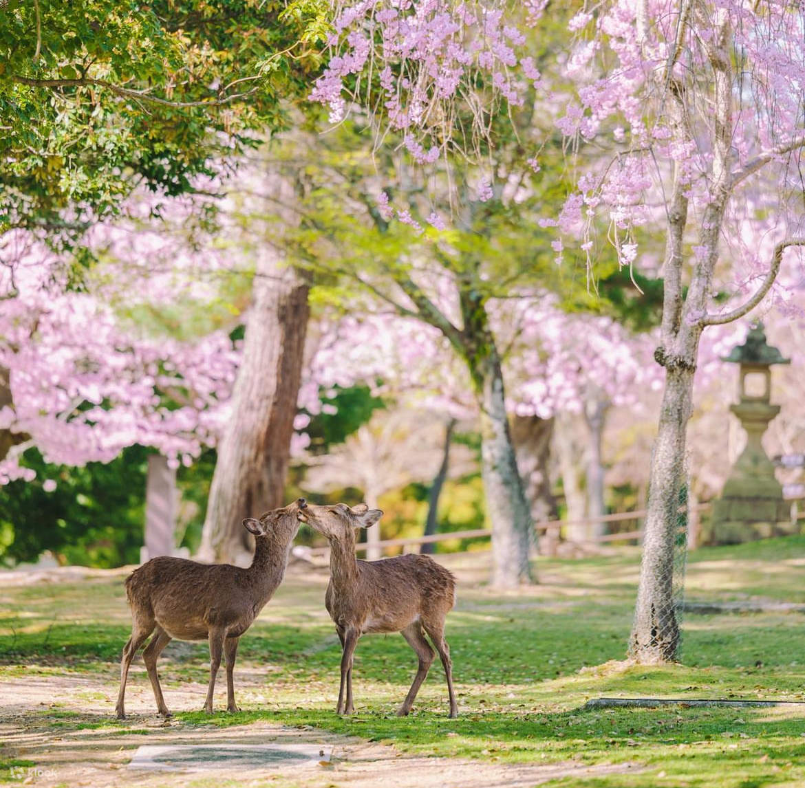[One-day tour of Kyoto, Nara, and Uji] Nara Park's cute deer, Fushimi Inari Taisha Shrine's ...