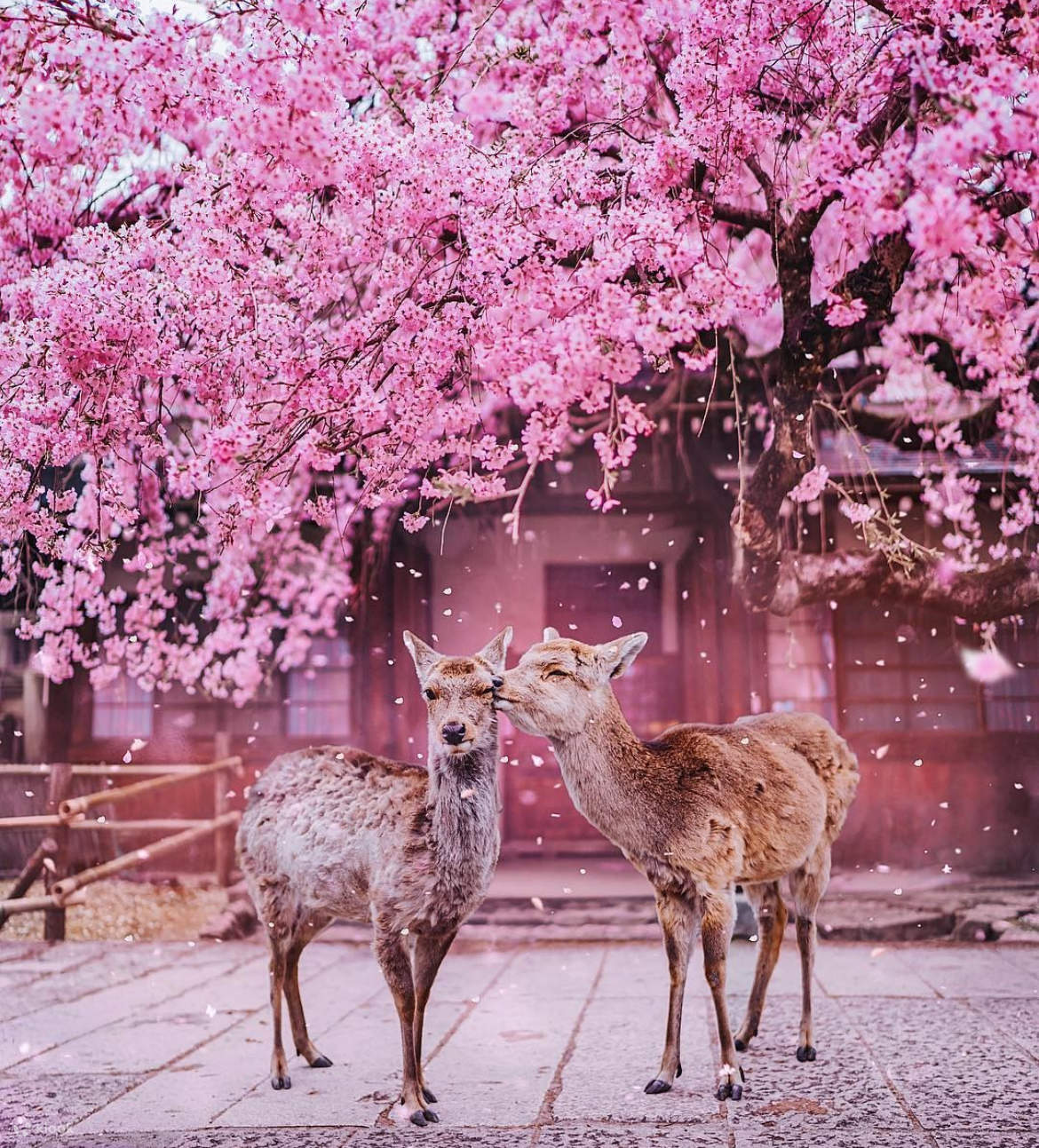 [One-day tour of Kyoto, Nara, and Uji] Nara Park's cute deer, Fushimi Inari Taisha Shrine's ...