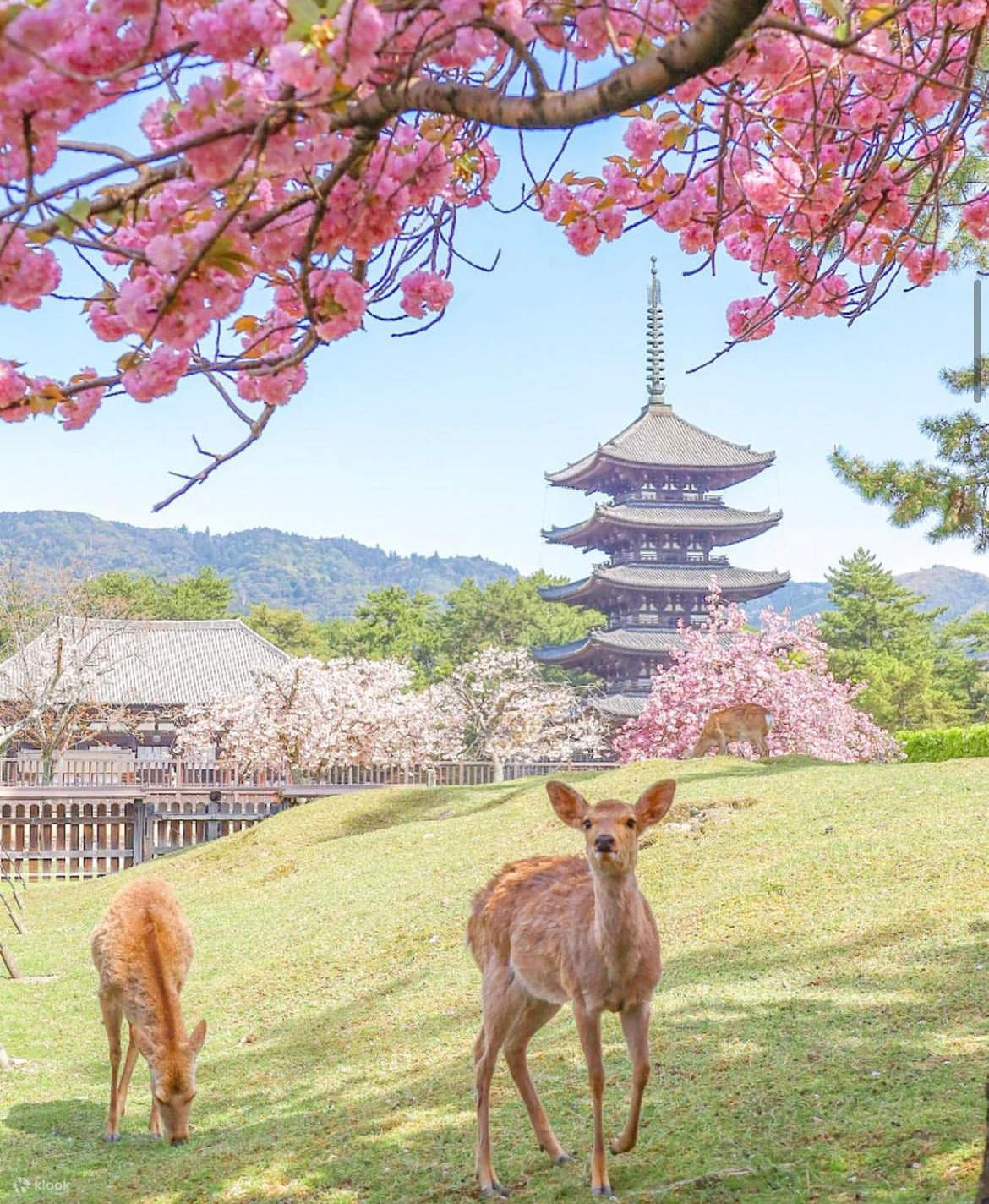 [One-day tour of Kyoto, Nara, and Uji] Nara Park's cute deer, Fushimi Inari Taisha Shrine's ...