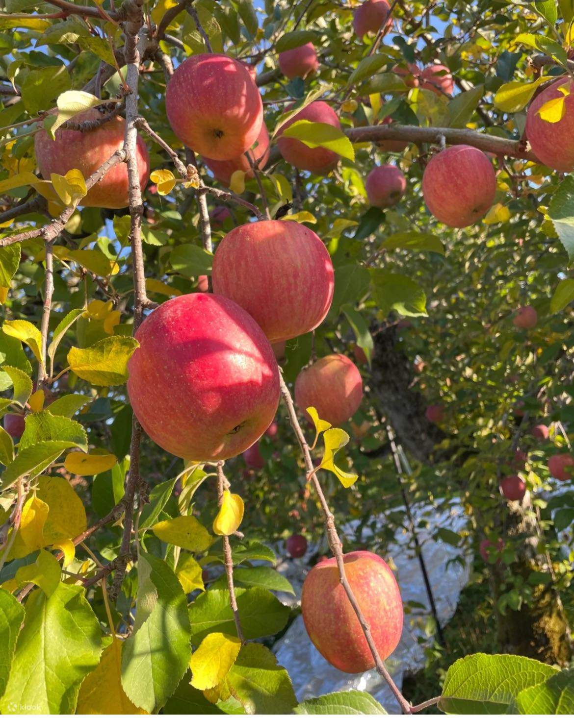 Yoichi Fruit Picking & Shakotan Peninsula Kamui One-day In-Depth Tour ...