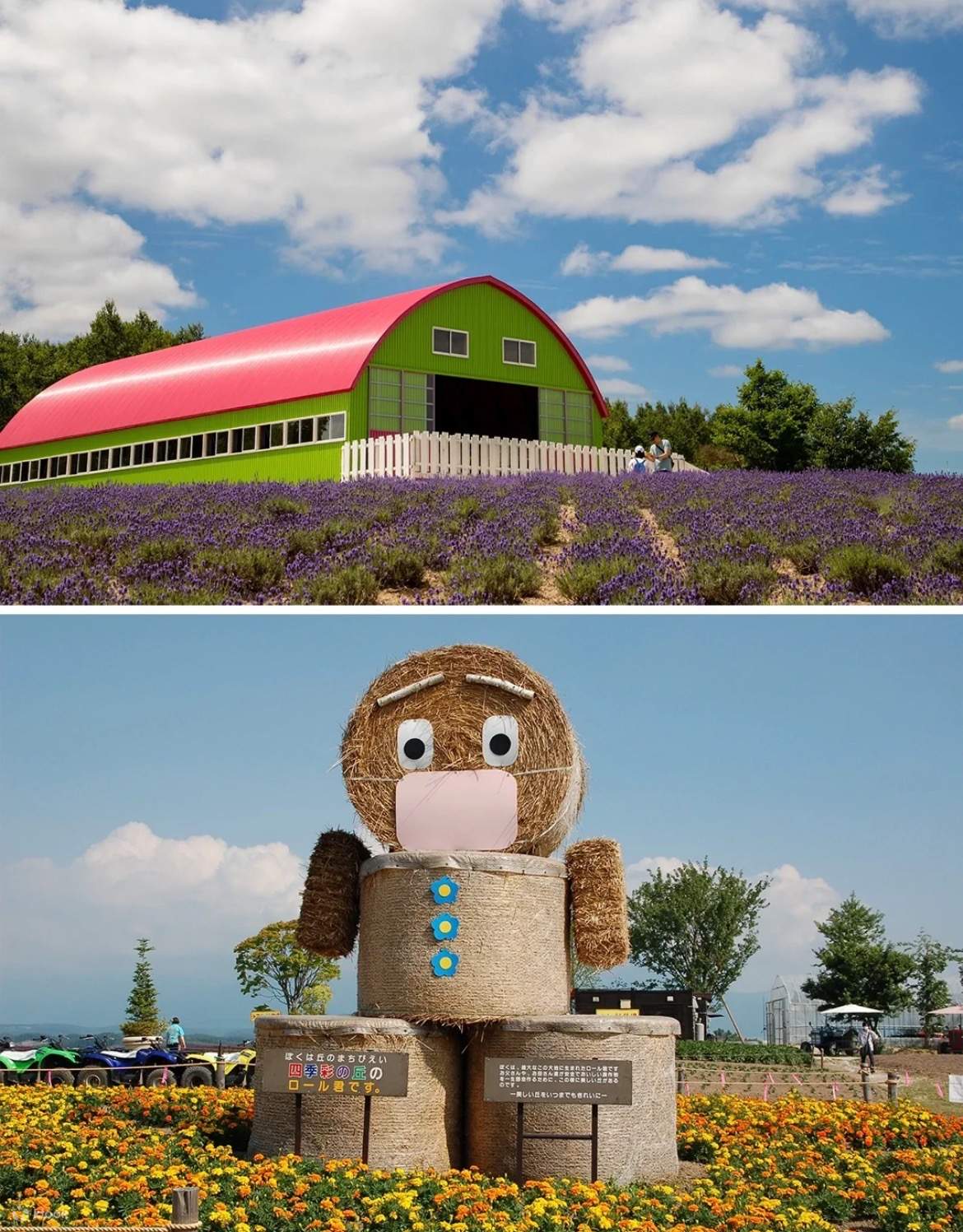 Furano & Biei Blue Pond & Shikisai-no-oka Day Tour - Klook United States