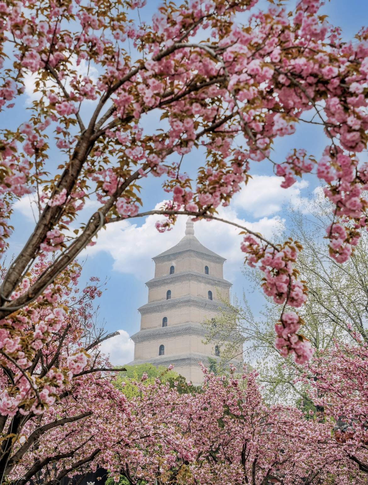 Xi'an Qinglong Temple Cherry Blossom Day Tour (Optional Hanfu Makeup ...