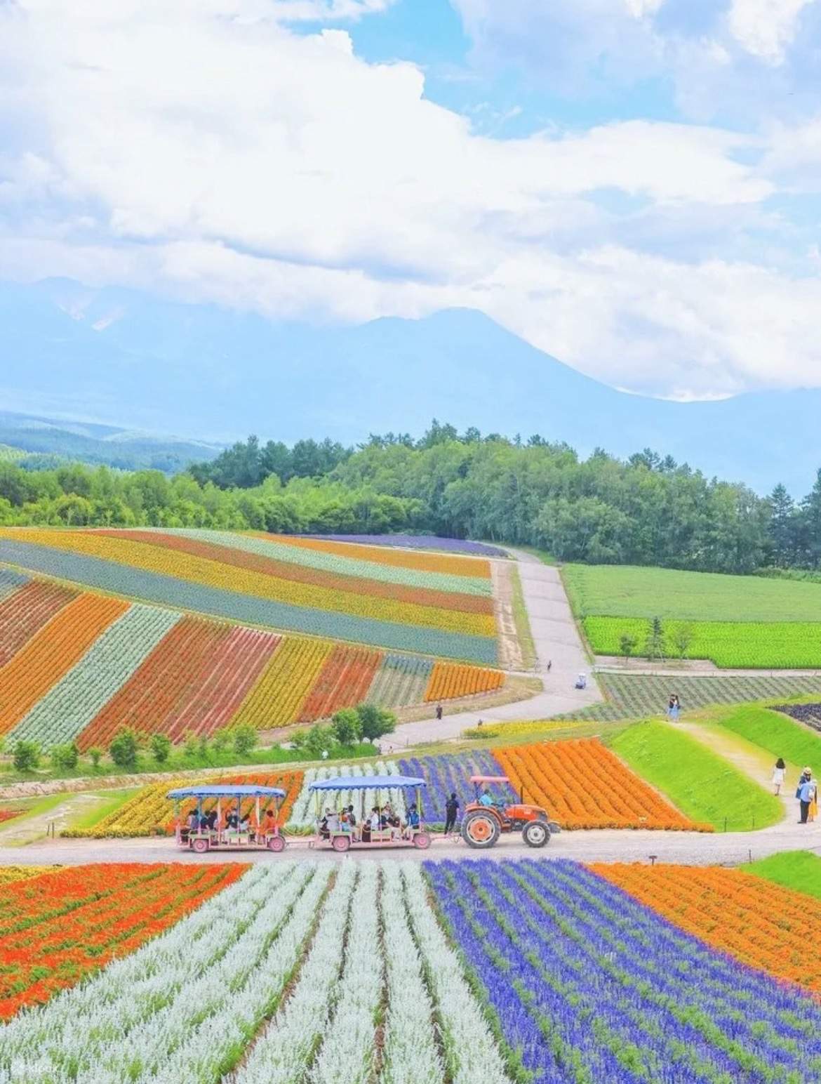 Furano & Biei Blue Pond & Shikisai no Oka Day Tour - Klook United States