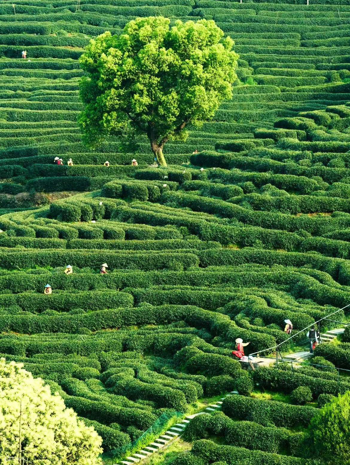 Hangzhou West Lake Longjing Tea Cultural Immersion: Tea Picking + Tea ...