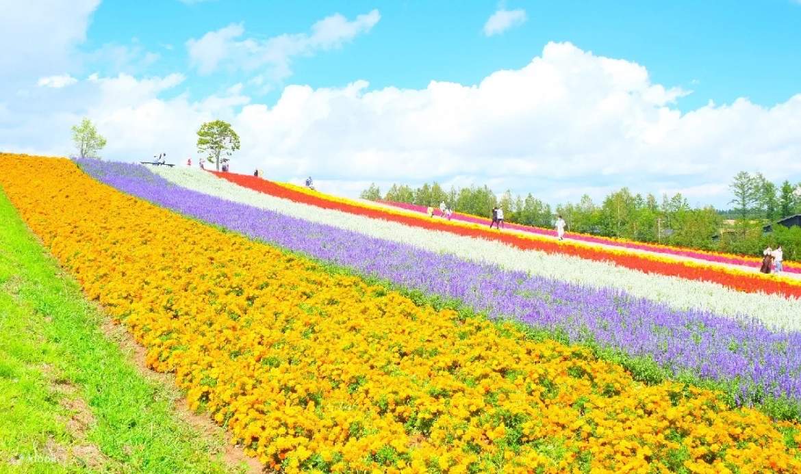 Furano & Biei Blue Pond & Shikisai-no-oka Day Tour - Klook United States