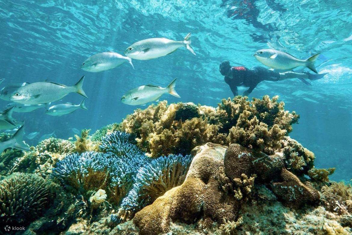 Rottnest Island Snorkelling Boat Tour - Klook