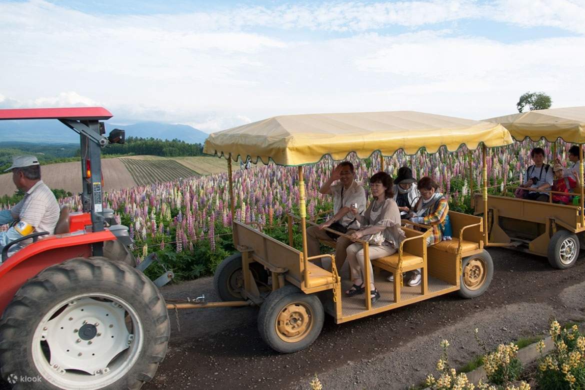 Shirogane Blue Pond, Shikisai no Oka, and Farm Tomita One Day Bus Tour ...